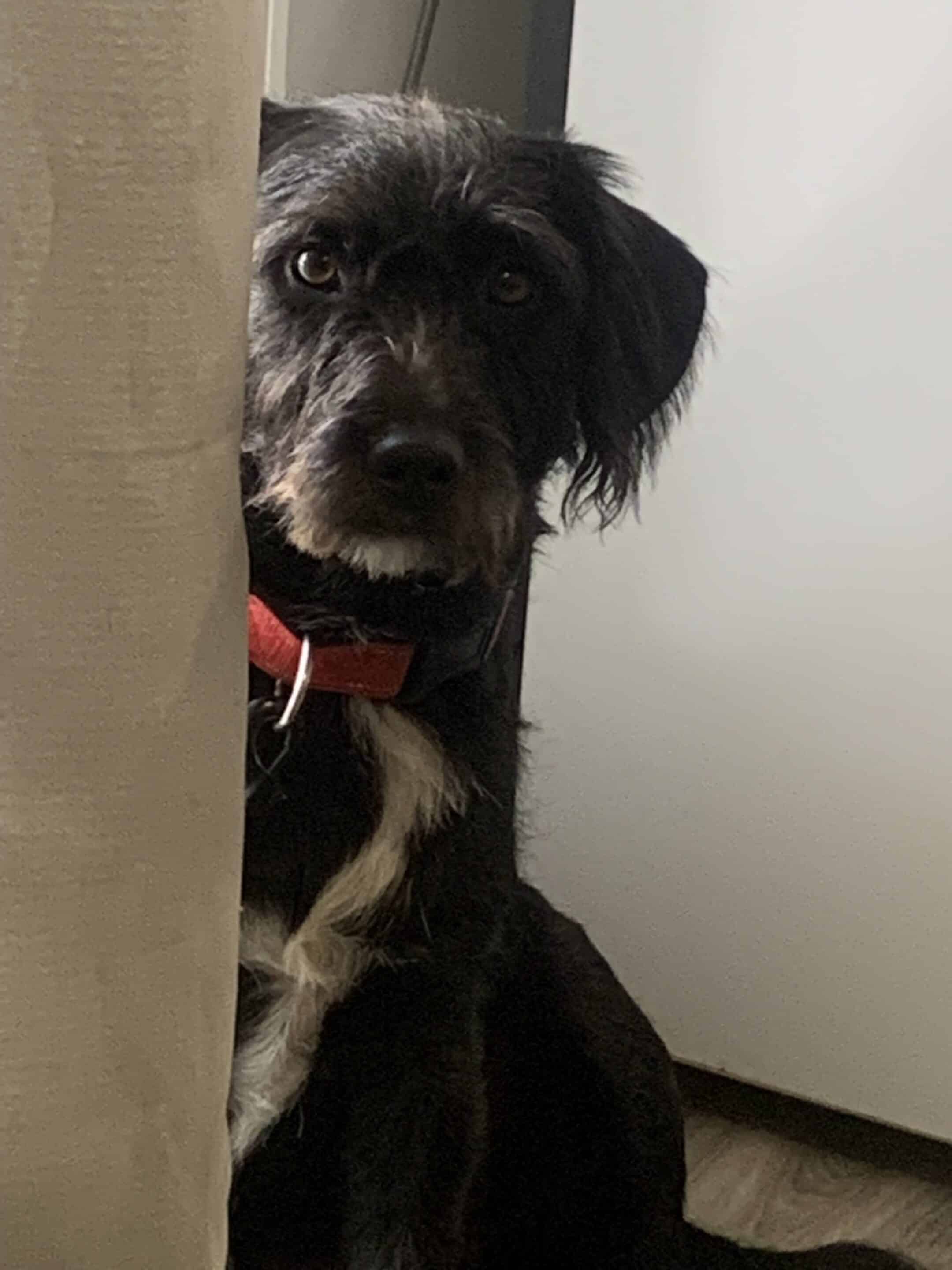 Effective Dog Tick Treatment – Fast Relief for Your Dog - Fleamail