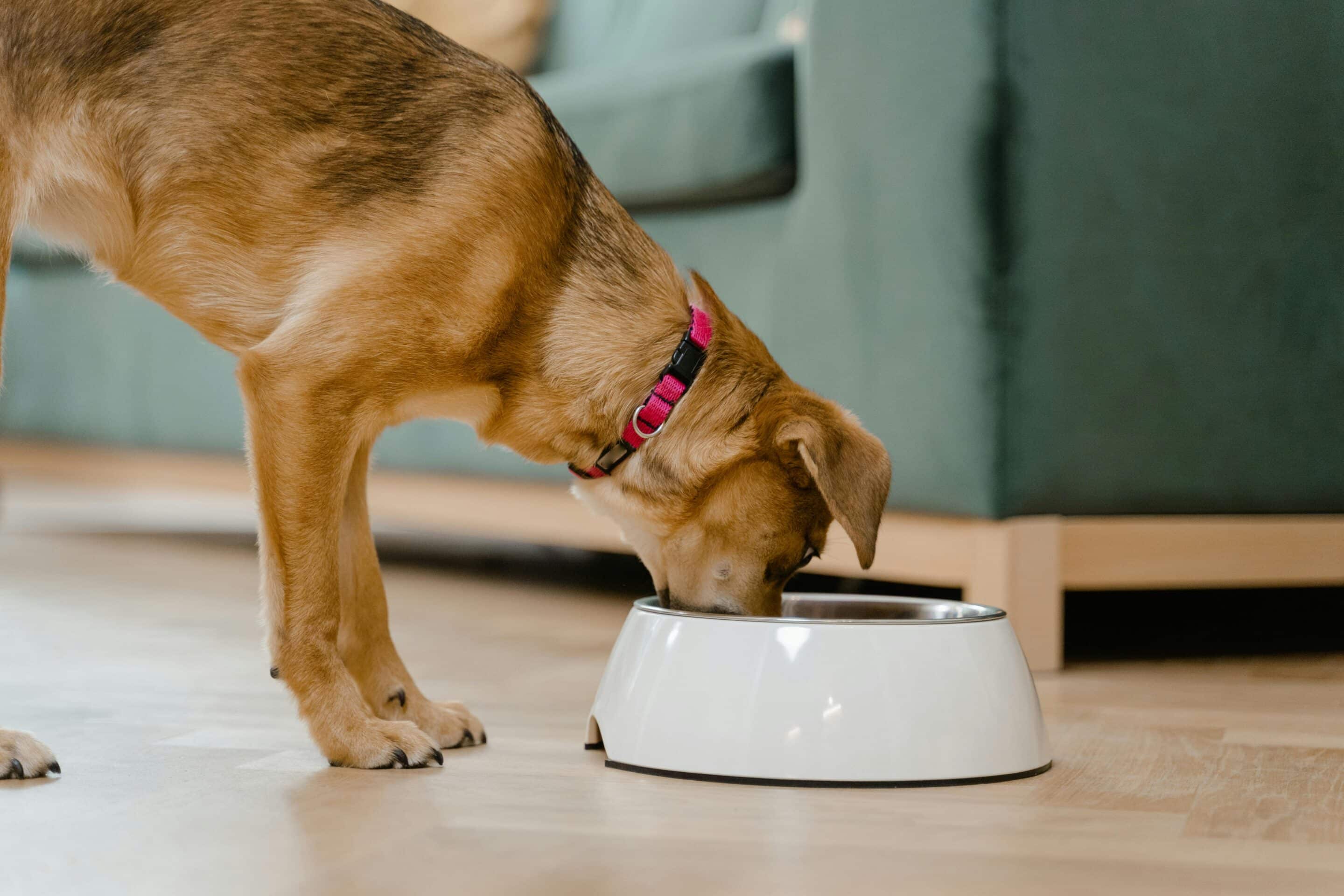 Vegetarian Dog Food: A Healthy Choice for Your Pet? - Fleamail